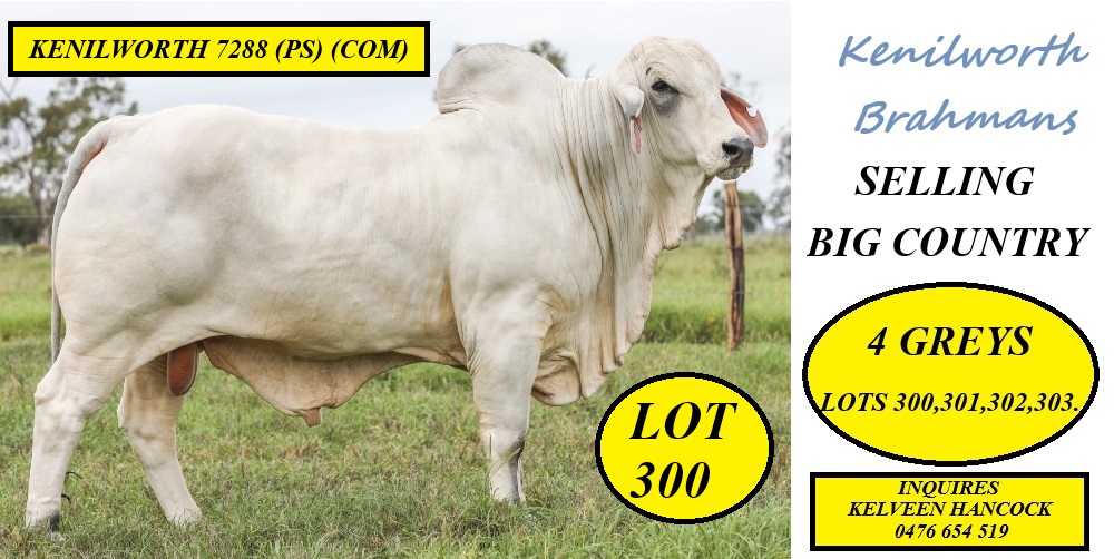 Kenilworth Brahmans Sale Team 2026 - Jim Pola Digital Marketing