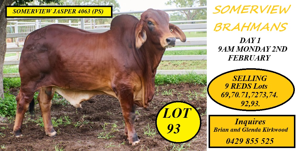 Somerview Red Brahmans Big Country 2026 - Jim Pola Digital Marketing