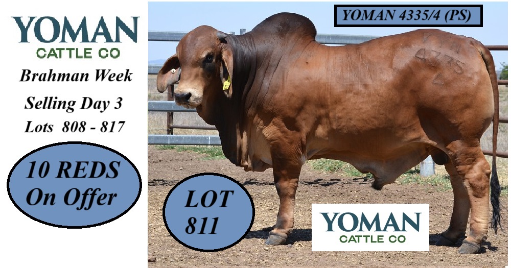 Yoman Brahman Selling RBWS 2025 - Jim Pola Digital Marketing