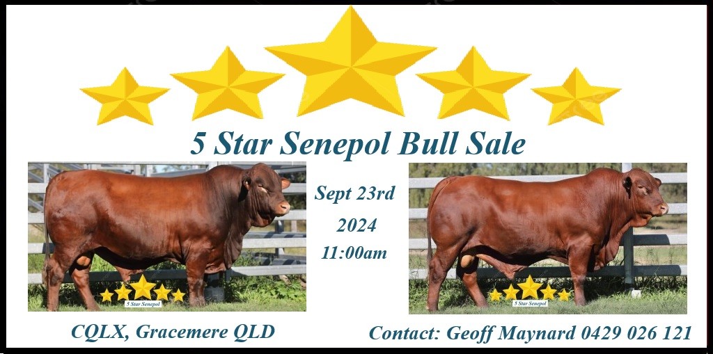 5 Star Senepol Bull Sale - Jim Pola Digital Marketing
