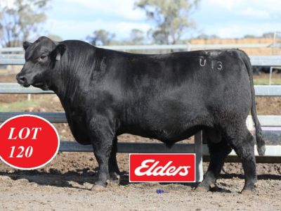 Ag-Grow Elite Bull Sale 2025 - Jim Pola Digital Marketing